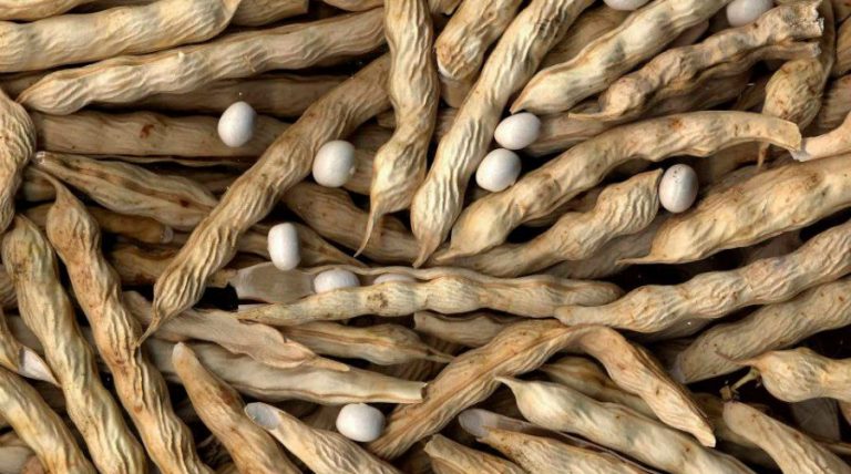 Bean festival of Controne 2017: food and wine and music in Cilento