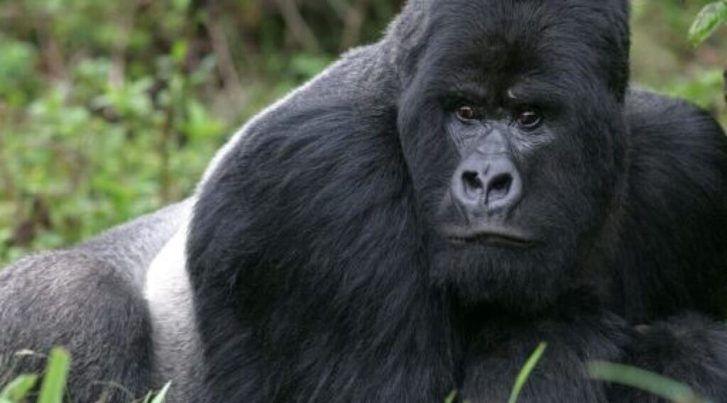 Kong at the Naples Zoo: the village of the good giant