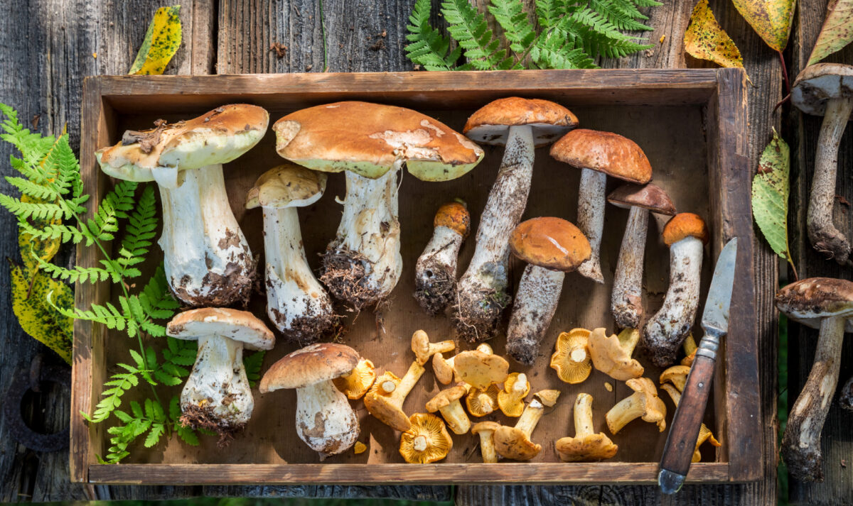 Mushroom Festival in Cusano Mutri, the famous gastronomic event returns