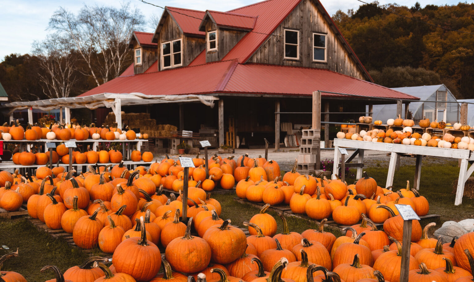 Halloween 2023 events in Naples, here's what to do