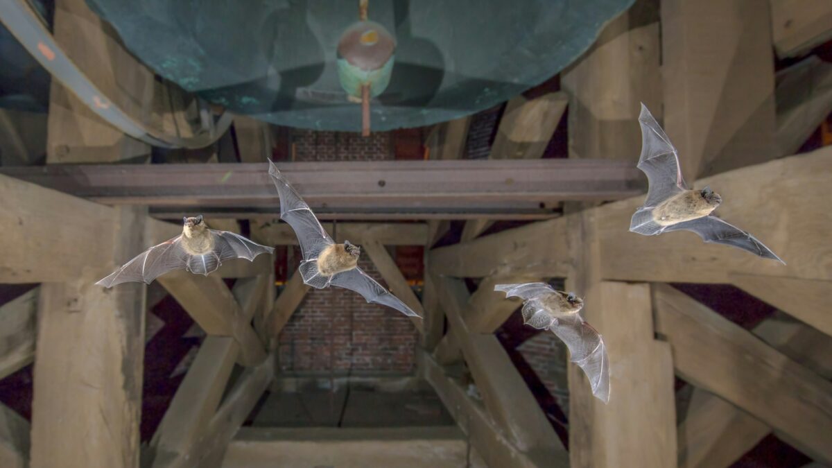 Why is the Bat called that? Origins of the word, etymology and curiosities