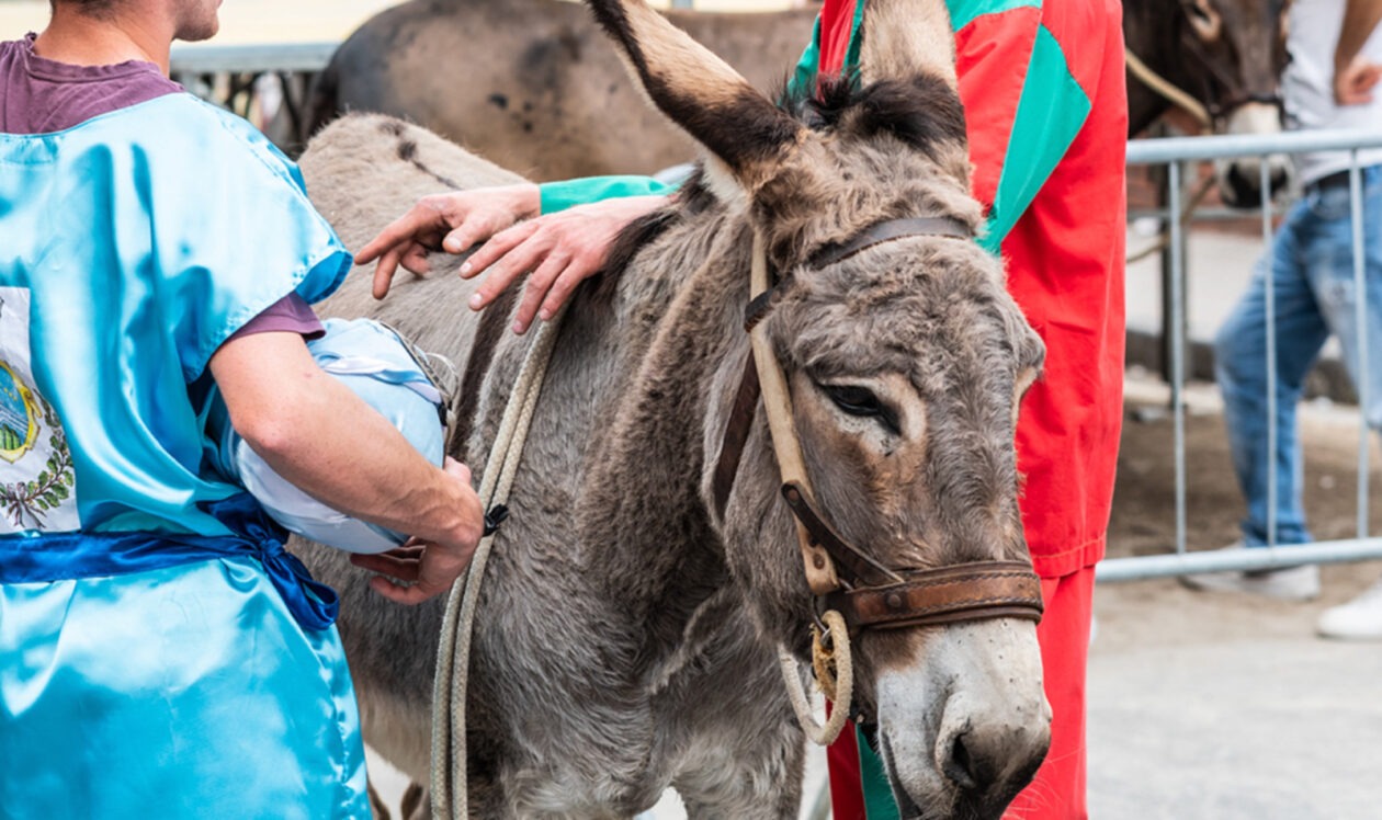 Palio del Casale 2025, the donkey race returns to Cicciano between ...
